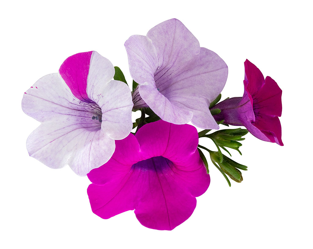 Petunia-Blanket-Silver-Surprise-Flower | Green Fuse Botanicals Inc.