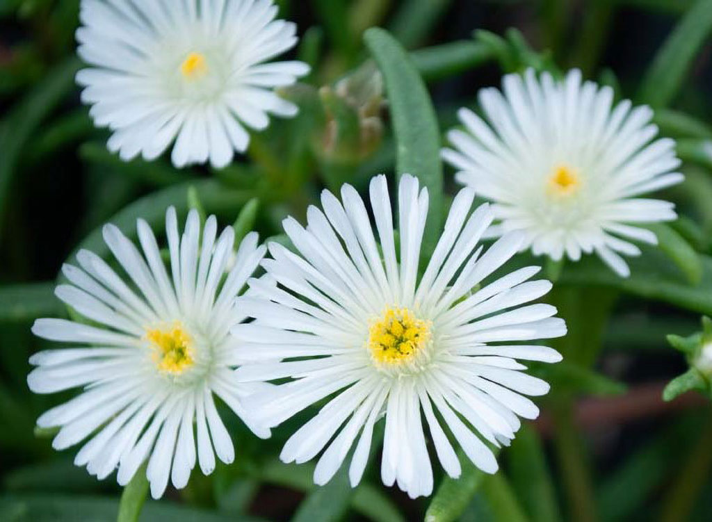 DELOSPERMA-WHITE | Green Fuse Botanicals Inc.