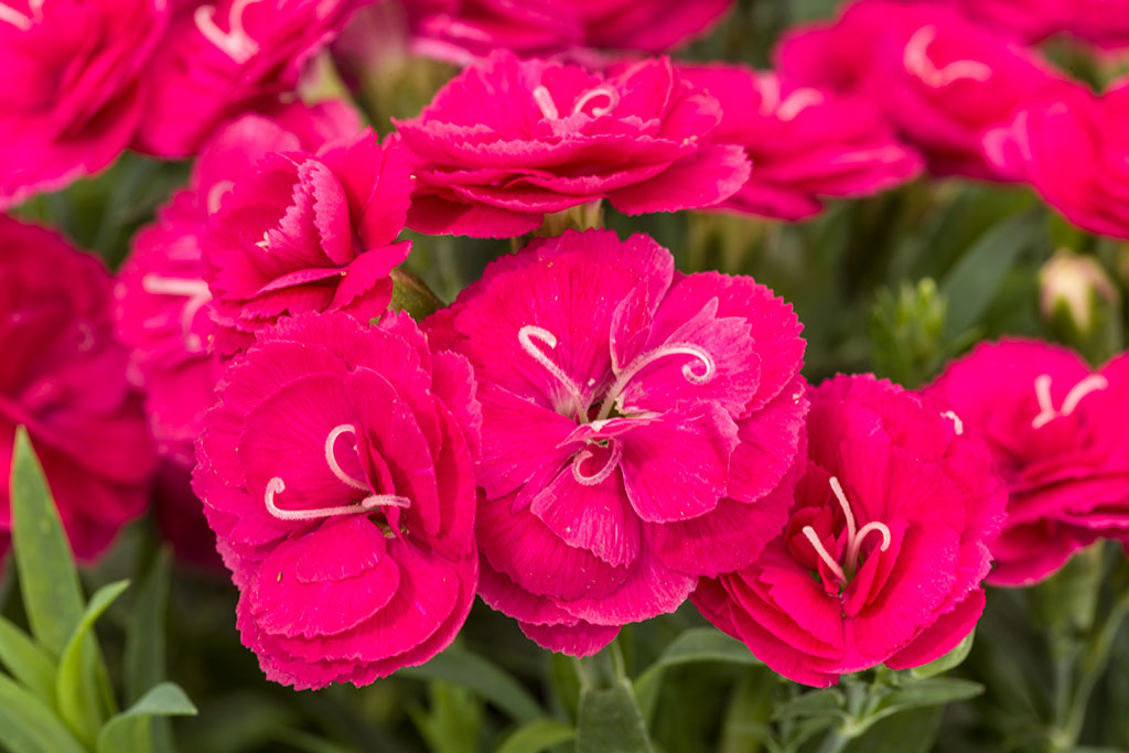 DIANTHUS-CONSTANT-CADENCE-CHERRY | Green Fuse Botanicals Inc.