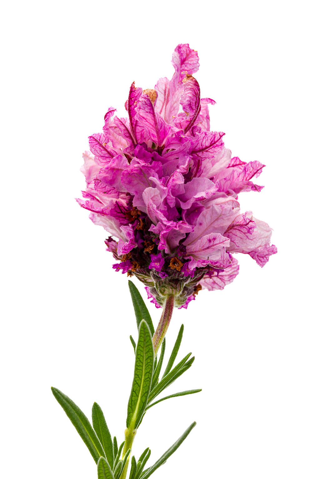 Lavender stoechas Lavish® | Green Fuse Botanicals Inc.