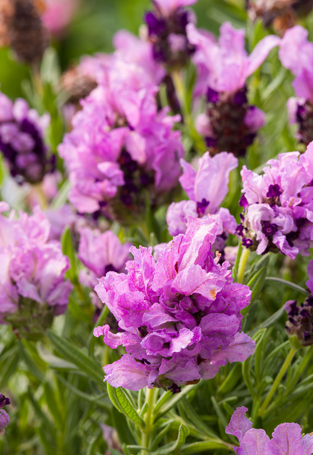 Lavender stoechas Lavish® | Green Fuse Botanicals Inc.