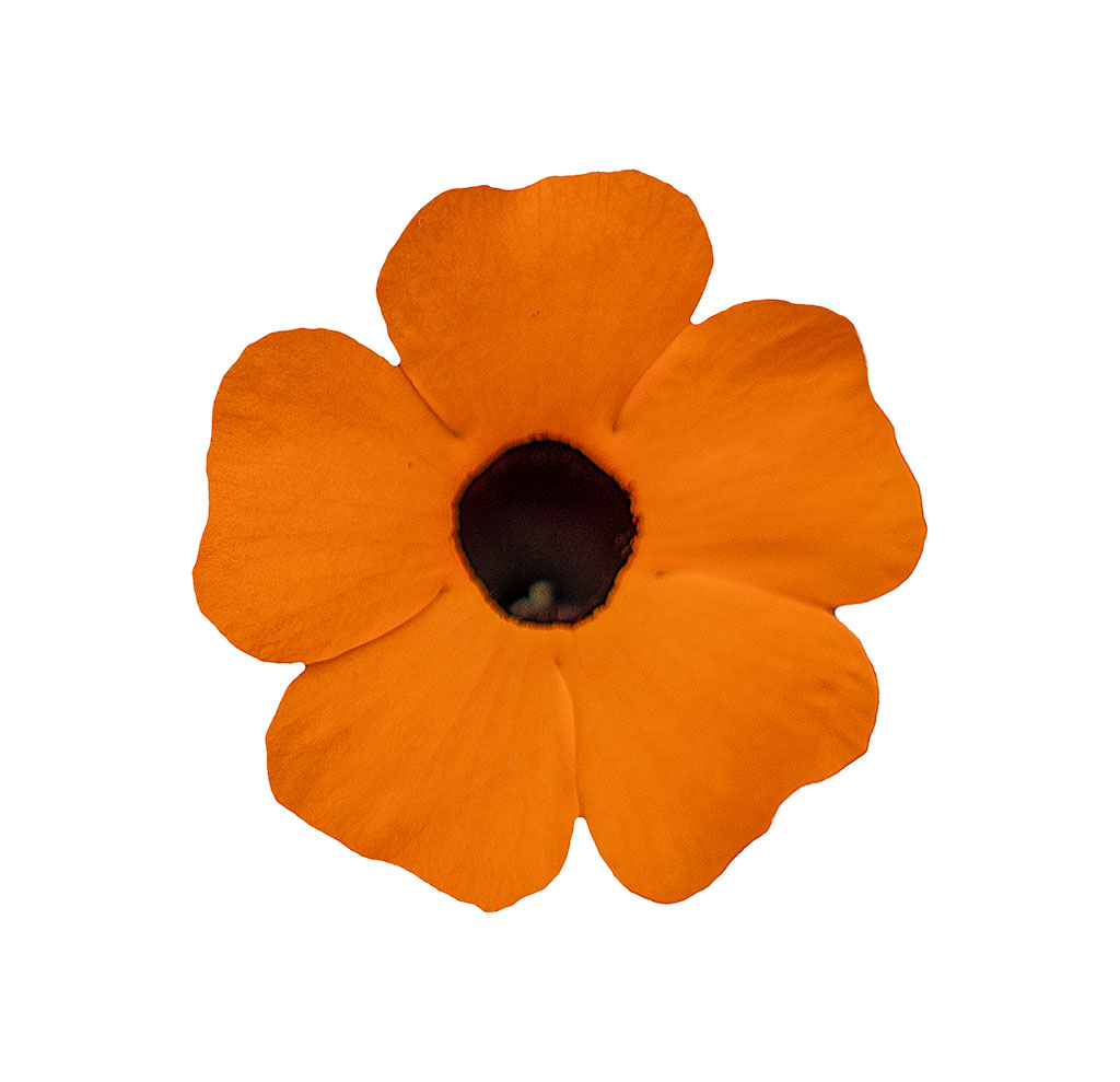 Thunbergia alata Uprising™ | Green Fuse Botanicals Inc.