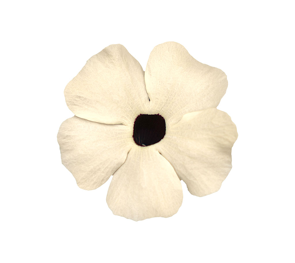 Thunbergia alata Uprising™ | Green Fuse Botanicals Inc.