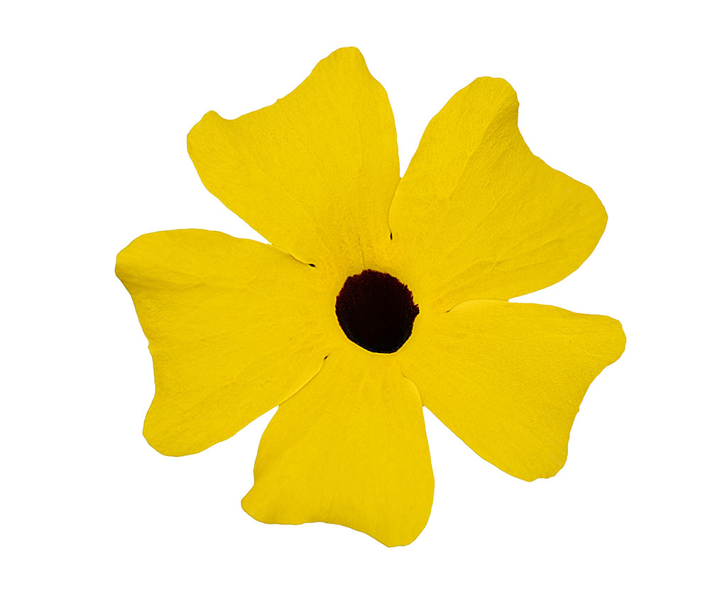 Thunbergia alata Uprising™ | Green Fuse Botanicals Inc.