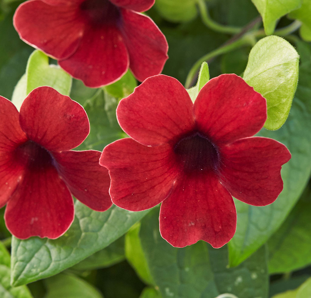 Thunbergia alata Uprising™ | Green Fuse Botanicals Inc.