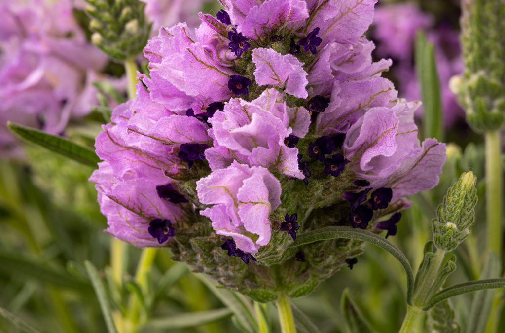 Lavender-stoechas-Lavish-Purple-frost2 | Green Fuse Botanicals Inc.